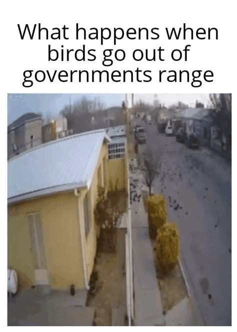 Birds Arent Real Rmemes