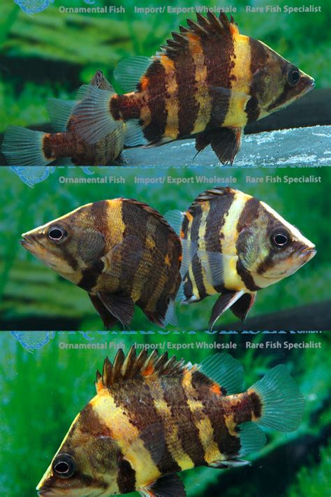 Exotic Monster Fish And Crustaceans Artofit