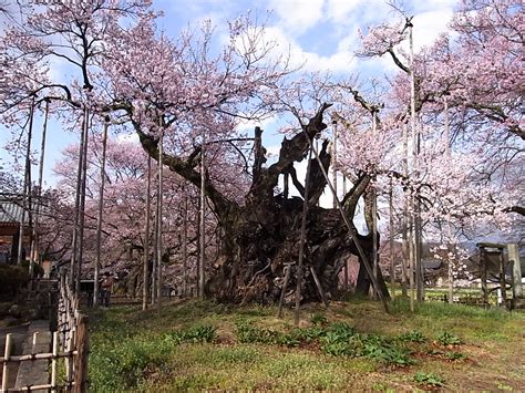 山高神代桜 只今工事中∀