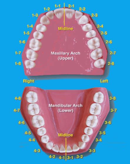Diagram Tooth Numbering System