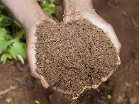 Don T Call It Dirt The Science Of Soil Short Wave NPR