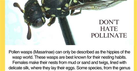 Under The Microscope A Close Look At A Pollen Wasp Grootbos