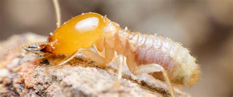 What To Do About Termites Around Your West Palm Beach Property