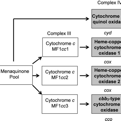 The Myxococcus Xanthus Electron Transport Chain Phylogenetic Trees