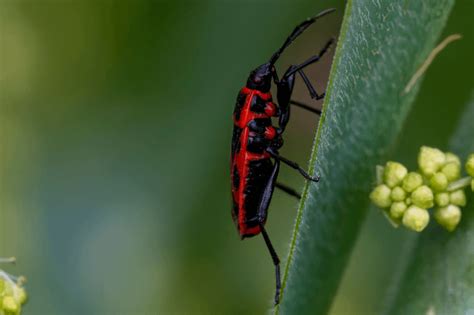 Oc European Firebug Rmacroporn