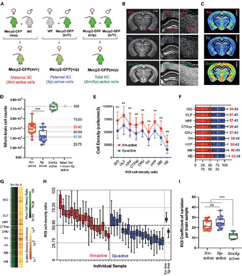 Figure 1 From Distributed X Chromosome Inactivation In Brain Circuitry