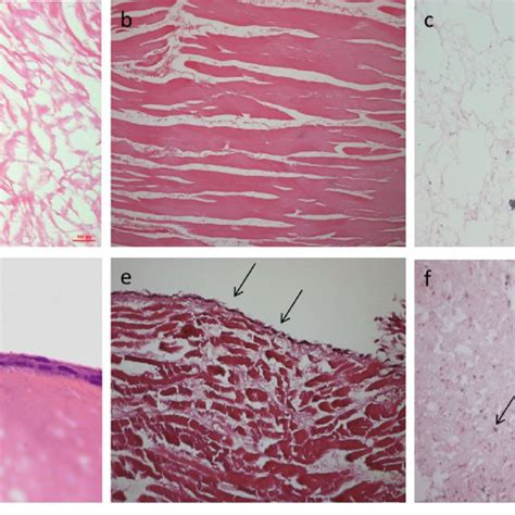Pdf Biophysical Methods For Quality Evaluation Of Decellularized And Recellularized Tissue