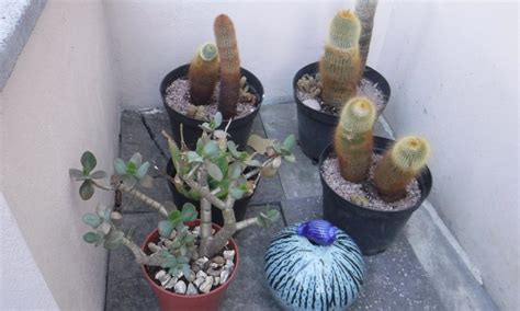 An Experimental Cacti Garden And Some Sympathetic Recipes Using Honey
