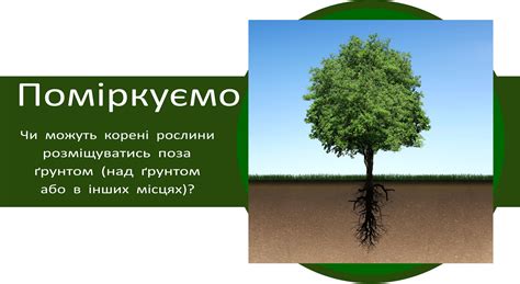 Презентація біологія 7 клас НУШ Вегетативні органи рослин Корінь