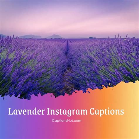 250 Lavender Instagram Captions Quotes With Emojis