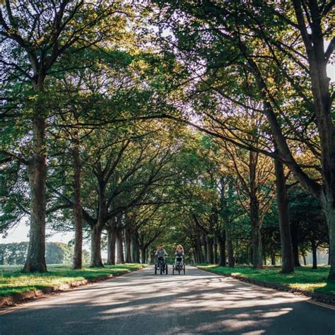 Unsure About Adult Tricycles Heres Why You Should Invest