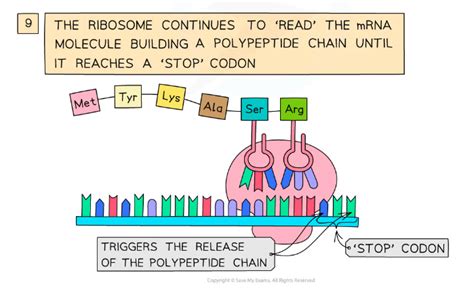 Ocr A Level Biology Translation