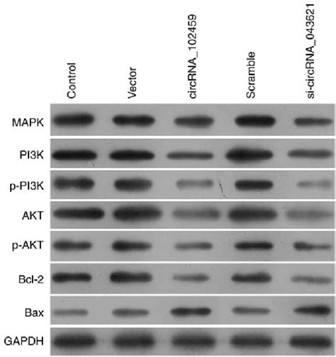 Figure 7 From Microarray Profile Of Circular Rnas Identifies Hsa