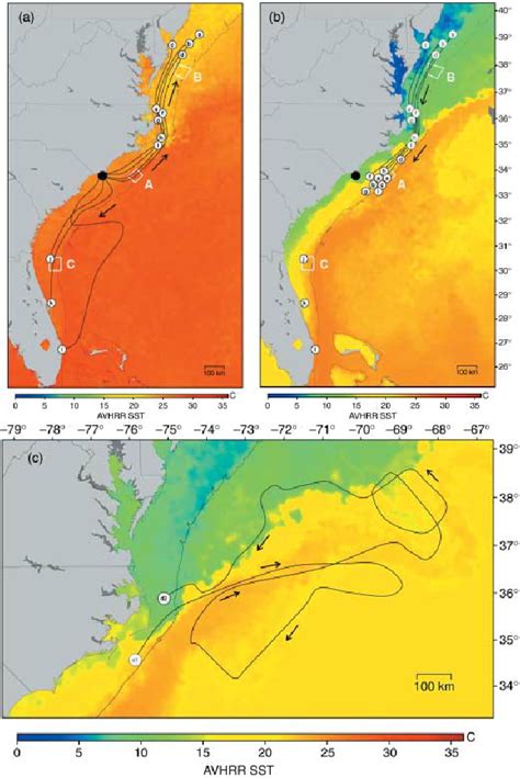 Migratory Routes Foraging Areas And Wintering Areas A Download Scientific Diagram