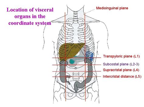 Instant Anatomy Abdomen Surface Transpyloric Plane