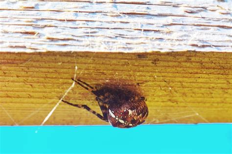 Premium Photo Close Up Of Spider On Table