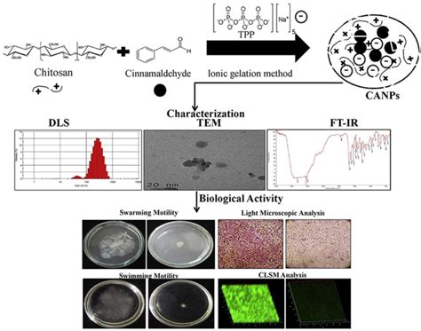 Encapsulation Of Cinnamaldehyde In Chitosan Nps By The Ionic Gelation Download Scientific