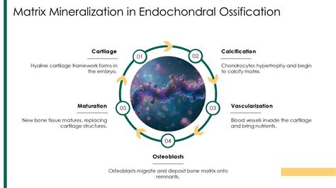 Endochondral Ossification Histology Ppt Example Acp Ppt Template