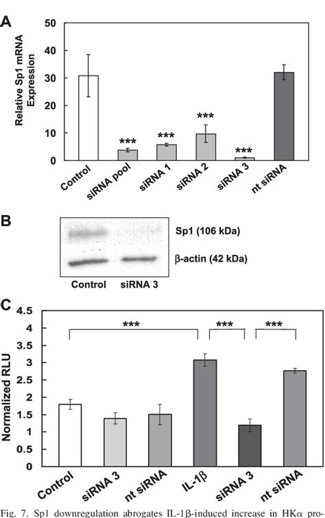 Figure 7 From The Role Of Sp1 In Il 1beta And H Pylori Mediated