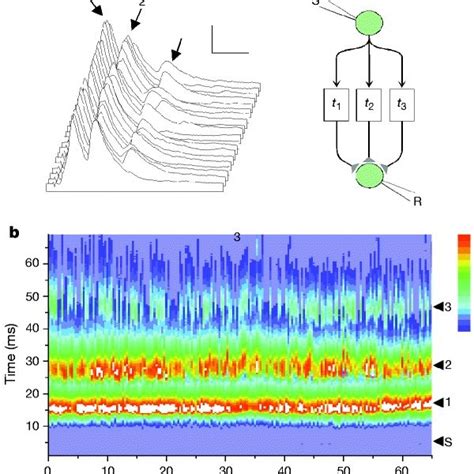 Polysynaptic Pathways In A Network Of Cultured Hippocampal Neuronsa