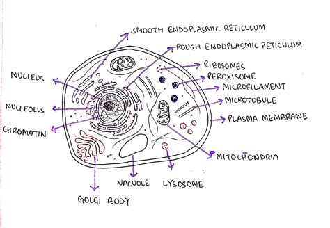 Solved I Need Help Creating A Cell You Can Use Paper And Pencil Label And Explain The