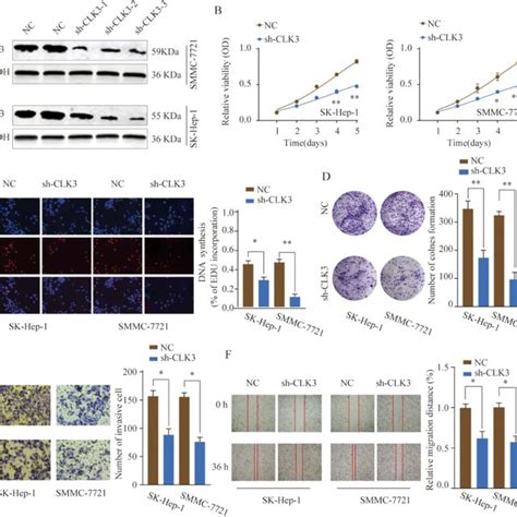 Knockdown Of Clk3 Inhibits Hcc Cell Proliferation Migration And