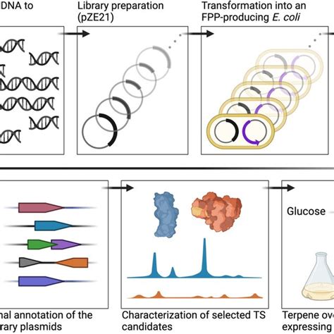 Schematic Illustration Of The Precursor Toxicity Based Functional