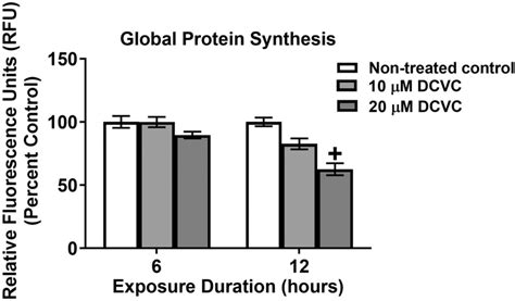 Dcvc Effects On Global Protein Synthesis Htr 8svneo Cells Were