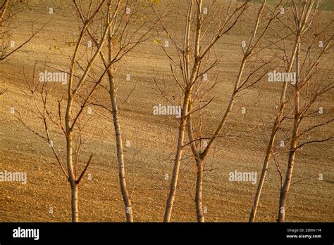 Autumn Season Trees That Are Losing Their Leaves Stock Photo Alamy