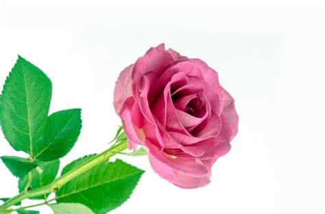 Flower Free Stock Photo Public Domain Pictures
