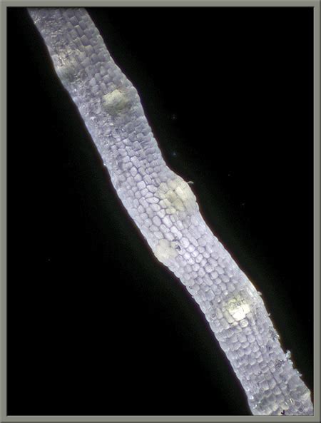 A Close Up View Of The Eucalyptus Tree Flowers