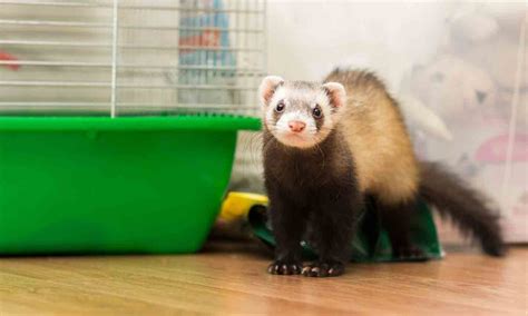 Pet Ferrets 101 A Beginners Guide To Keeping A Ferret As A Pet Chewy