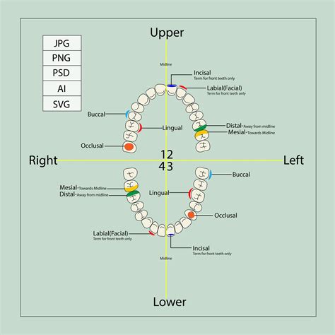 Dental Charting Explained Printable Forms Free Online