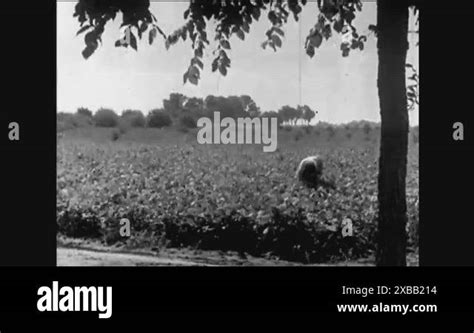 An Agronomist Visits A Farmer And His Wife Whose Crops Are Doing Well