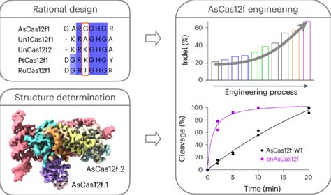 具有增强基因编辑活性的工程超紧凑 Crispr Cas12f 系统nature Chemical Biology X Mol