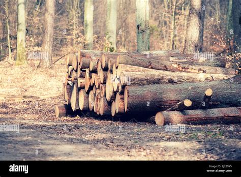 Cutting Down Trees In The Forest Early Spring Forest Scenery Stock