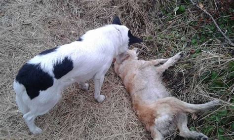 Гневен мъж простреля съседа си в опит да убие бездомни кучета и котки