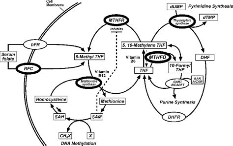Simplified Version Of Folate Mediated One Carbon Metabolism