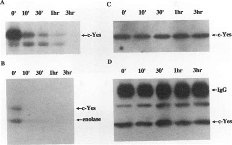 Inactivation Of C Yes Kinase After Ca2a23187 Treatment Keratinocytes
