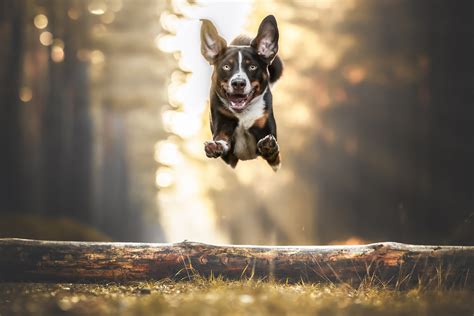 Очаровательные домашние животные на снимках Сары Глау Dymontiger — Livejournal