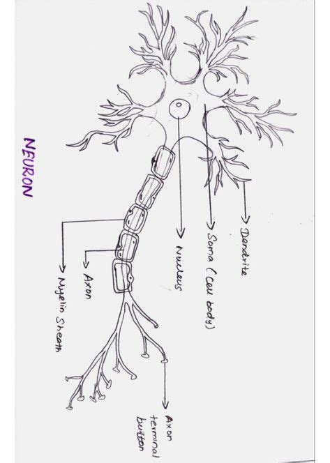 Structure Of A Neuron