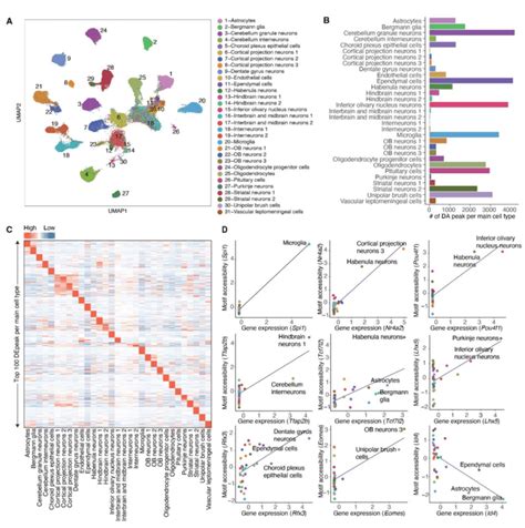 Figure S7 Characterization Of Cell Type Specific Chromatin