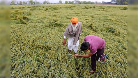 Unseasonal Rain And Crop Damage Clouds Gather Over Rbis Fight Against