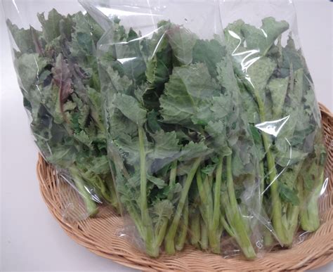 江戸東京野菜のらぼう菜出荷が始まりました JAマインズ