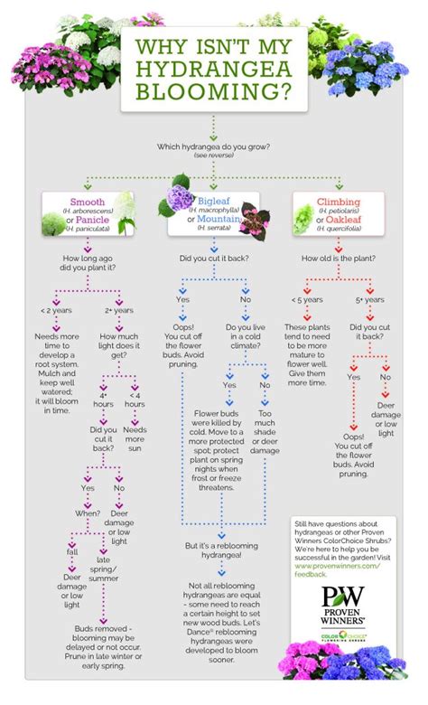 Why Isnt My Hydrangea Blooming Pasquesi Home And Gardens