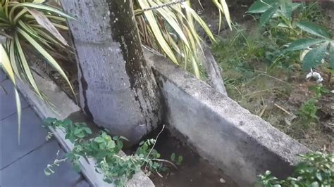 කානුවෙ හැදෙන ෆාමි ගස් Farm Trees Youtube