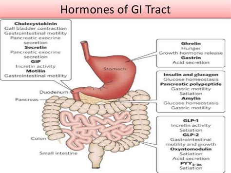 Digestive System Ashok