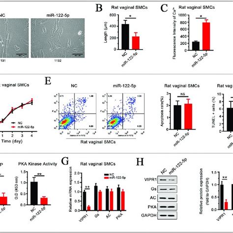 Mir 122 5p Overexpression Attenuates The Relaxation Function Of Vaginal