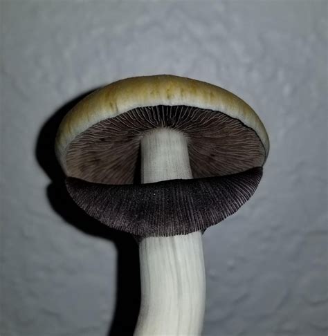 Naughty Upskirt Might Delete Later 😘 Rshrooms