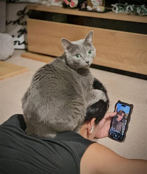 人の頭の上に乗って ウザがらせするのが趣味です😋 猫